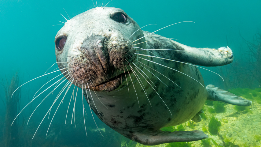 Stealth Sensors Get a Whisker Boost - ASME