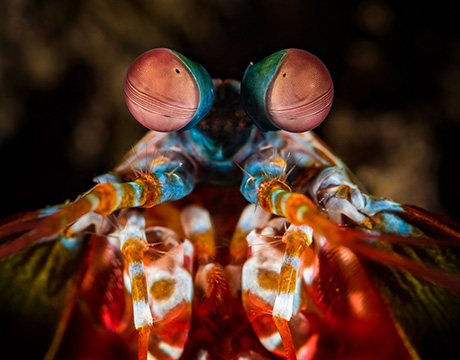 Mantis Shrimp Vision Simulation